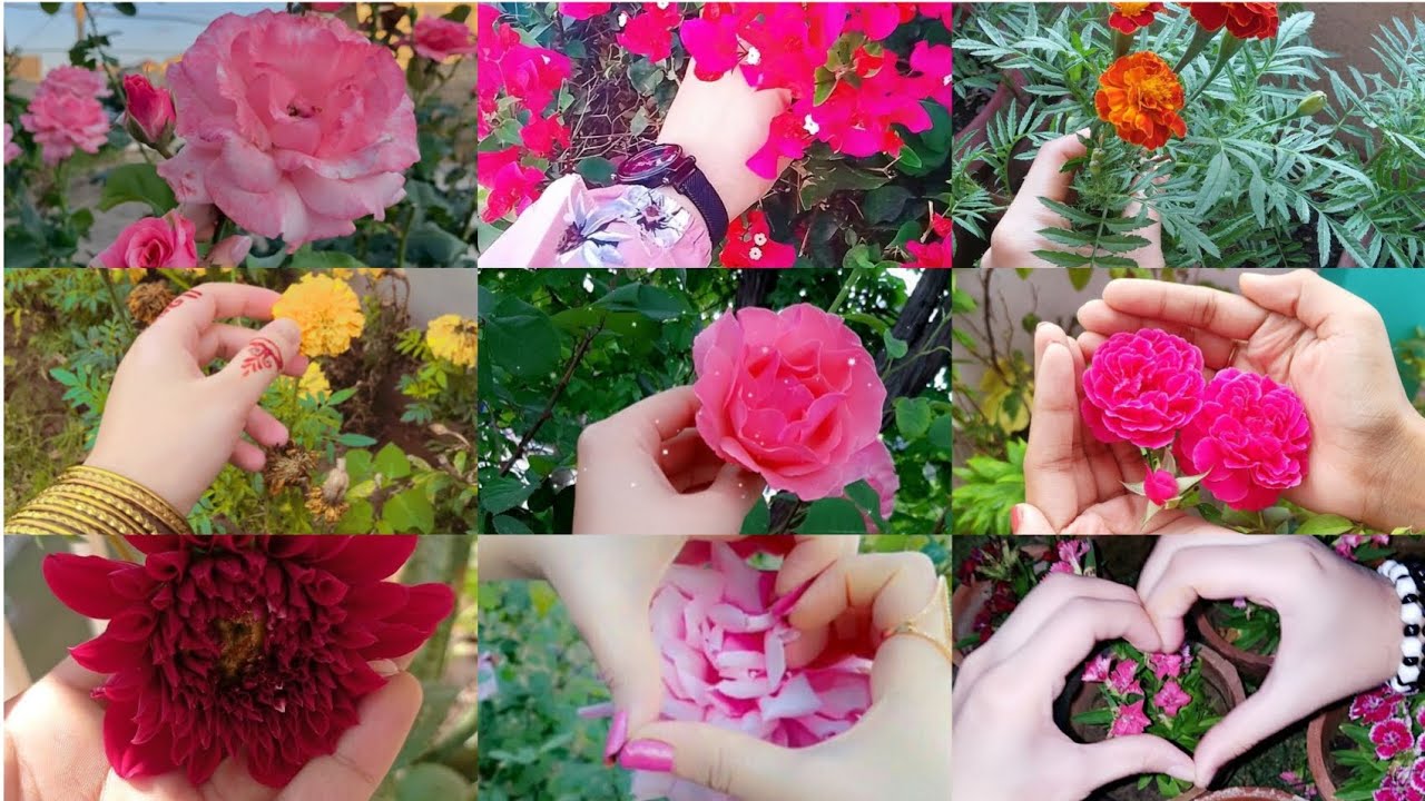 Beautiful Flowers girl hands dpz|| hands dpz pics❤️🌹||Hand dp posses||