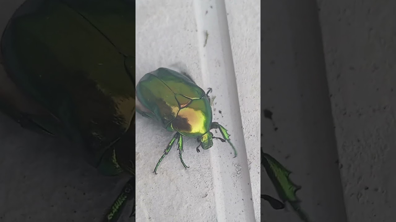 Beautiful green beetle #beetle #insects #nature
