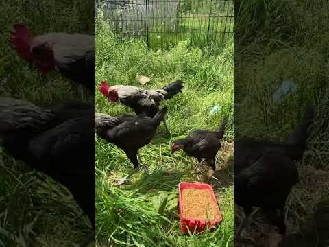 Birchen Modern Game Trio #chicken #gamefowl #farm #farmlife