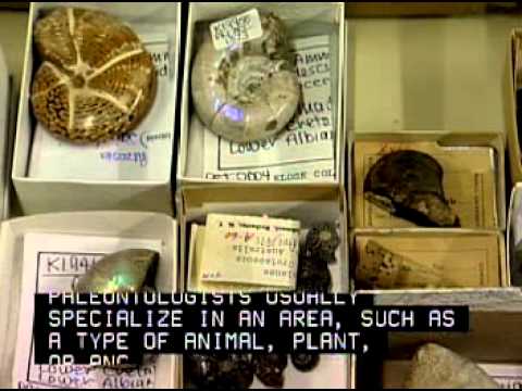 Paleontologist Career Video