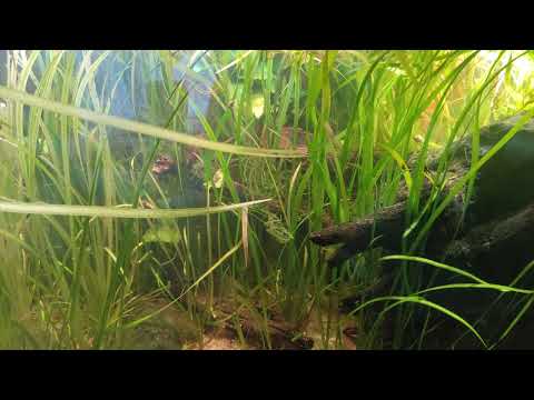 Akwaria low-tech 900l i 840l