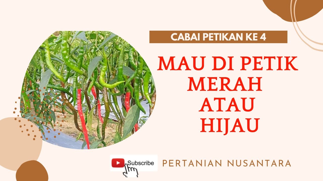 CABAI MAU DI PETIK MERAH ATAU HIJAU #tanamancabai #banggajadipetani