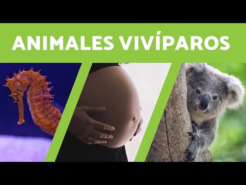 Qué son los ANIMALES VIVÍPAROS 🐍=🧍 (Características y ejemplos)