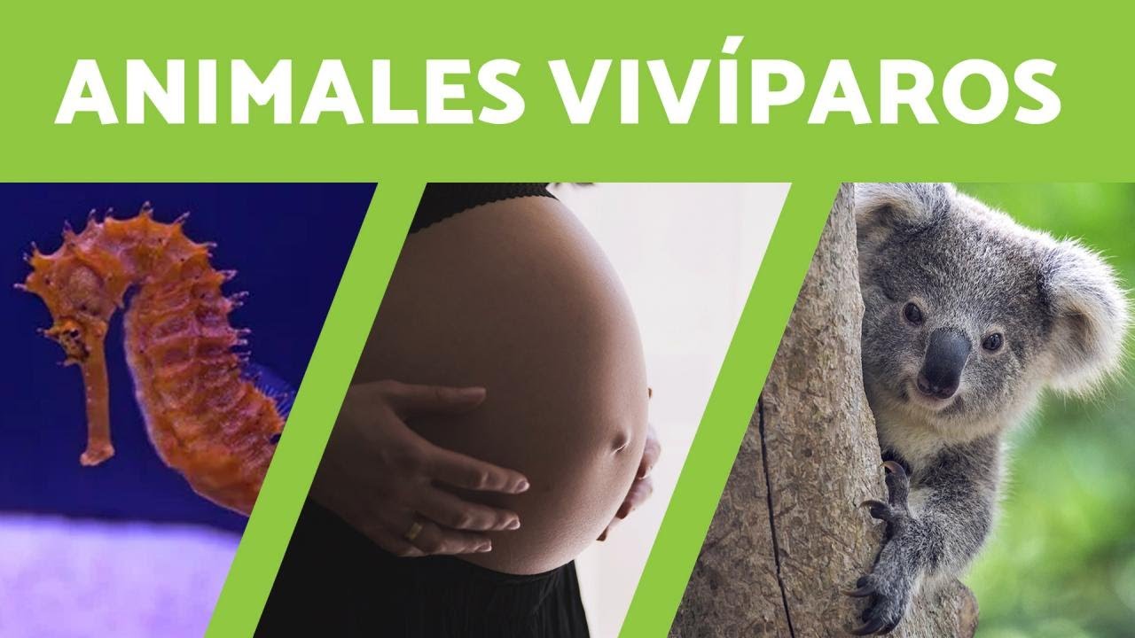 What are VIVIPAROUS ANIMALS 🐍=🧍 (Characteristics and examples)