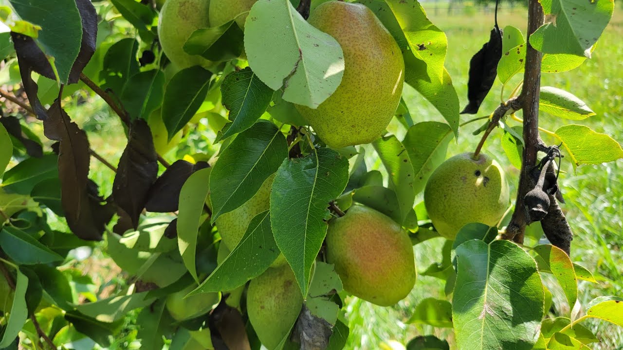 Picking Apples and pears 2023 #applefarm #pickyourownapple ##appleorchard