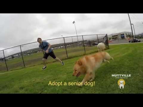 Tiki, Muttville Commercial, Nov 2015