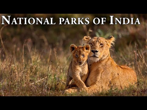 Wildlife in India! - Guide National Parks in India