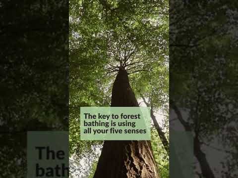 Forest Bathing | First Session Reels