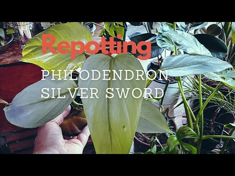 How to Re-Pot a Philodendron 'Silver Sword' | Tropical Houseplant Care