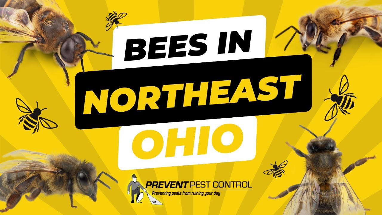 Types of Bees Common in Northeast Ohio