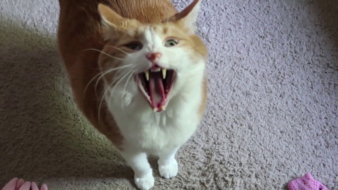 My Cat's Epic Yawn
