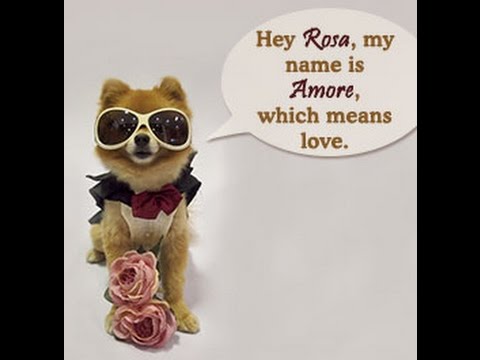 Cute and Sweet sounding Italian Dog Names and their Meanings