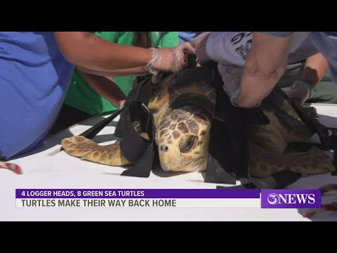 Sea turtles released by Sea Life Center