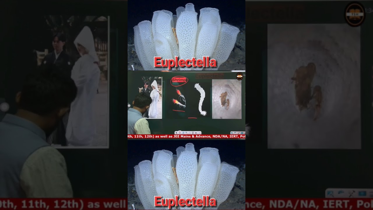 Euplectella #Euplectella!! Venus Flower Basket