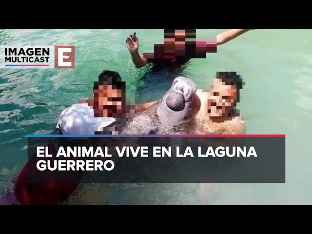 Buscan Salvar A Manatíes De Morir De Hambre En Tabasco