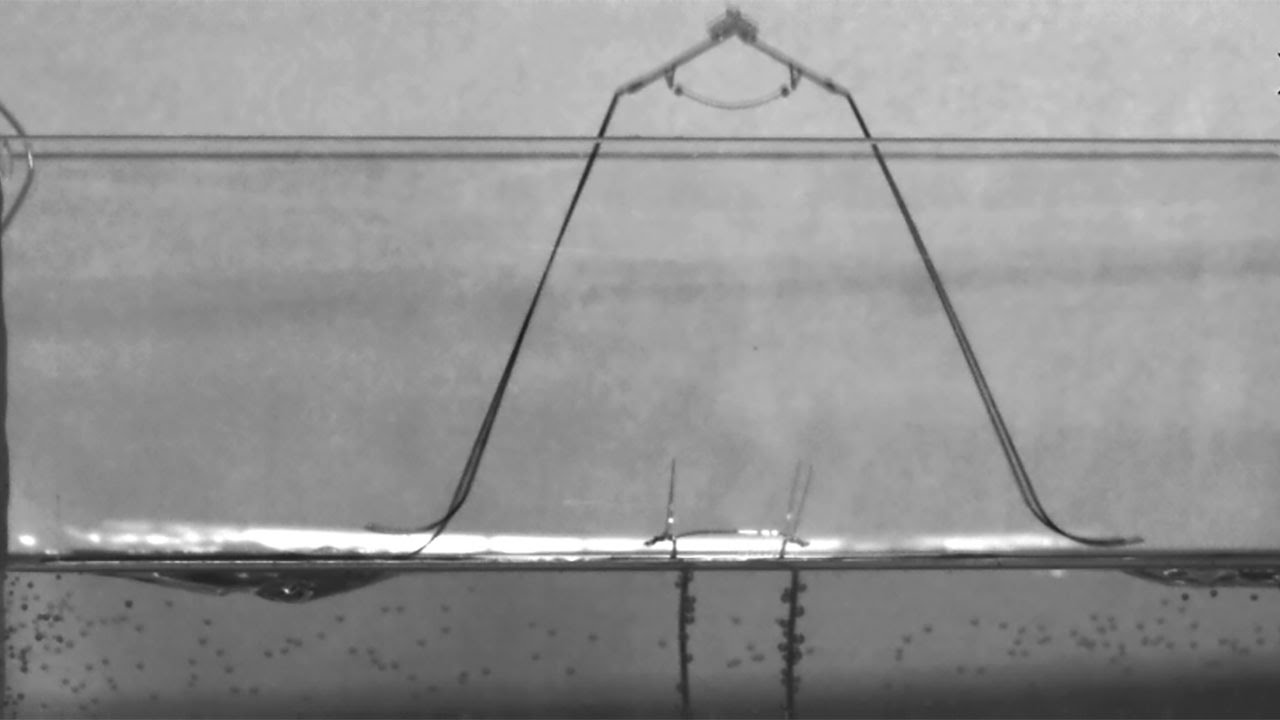 Robotic insect jumps on water