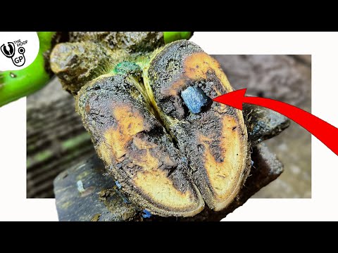 CHUCK of STEEL pulled from COW's HOOF!