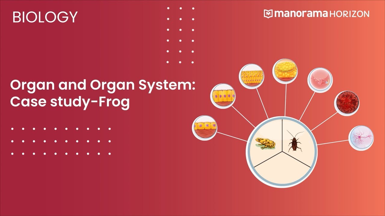 Organ and Organ System Case study- Frog