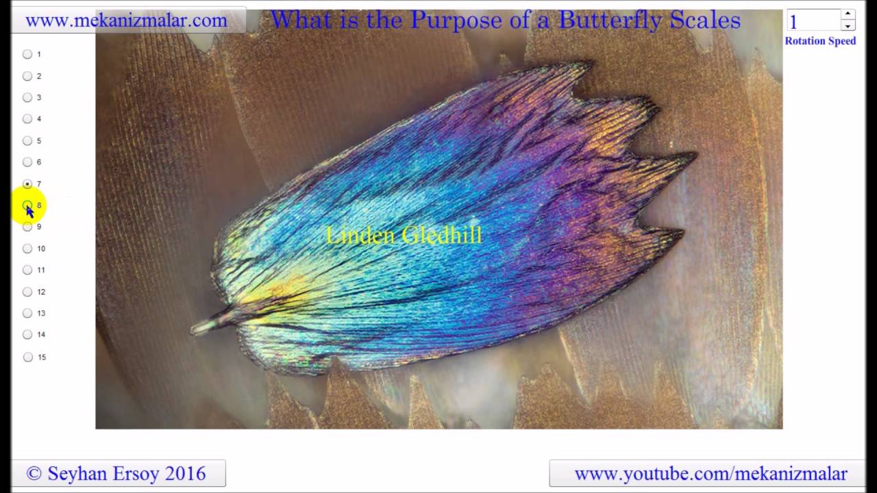 what is the purpose of a butterfly scales