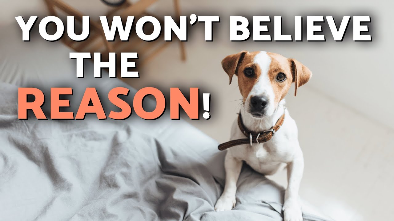 The real REASON why DOGS SCRATCH their BEDS before lying down! 🐶🛏️ DOG BEHAVIOR explained