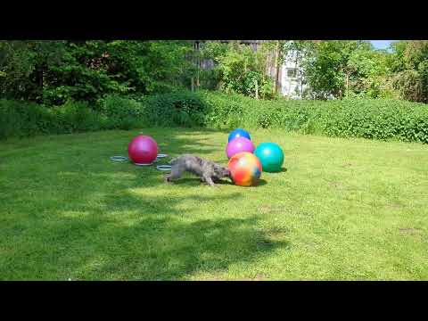 Hasenhirsch Nena (1,5 Jahre) macht eine Treibballvorführung