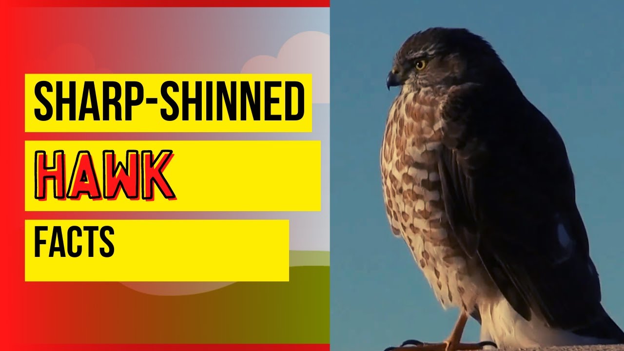 sharp-shinned hawk facts