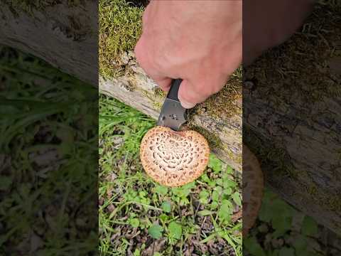 5 edible plants/mushrooms you can forage during spring