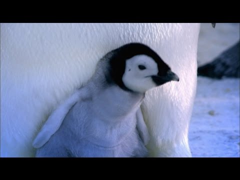 Baby Emperor Penguins Emerge from Their Shells | Nature on PBS