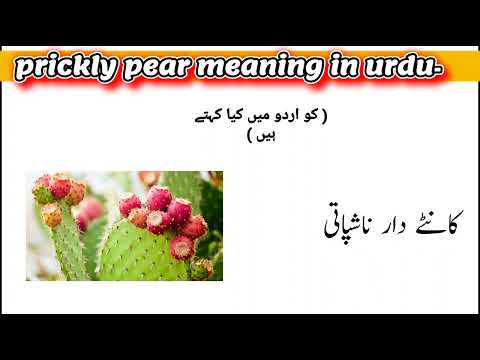 prickly pear meaning in urdu۔ prickly p ko urdu mein kya kahte hai ۔ prickly pear ka urdu matlab