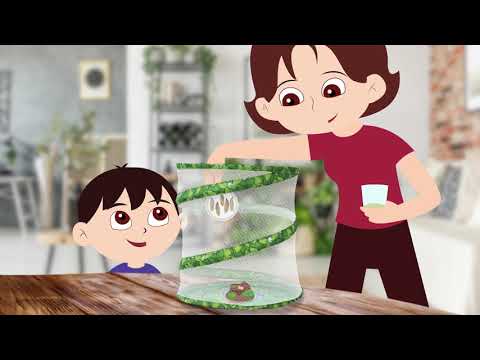 Raise Caterpillars with Insect Lore's Butterfly Growing Kit for Kids