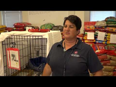 ACS takes in dozens of pets from Dickinson shelter hit by Harvey