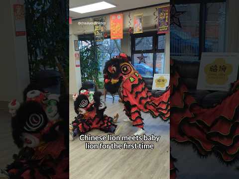 Chinese lion meets baby lion for the first time #liondance #chinesenewyear #GenAlpha #genshinimpact