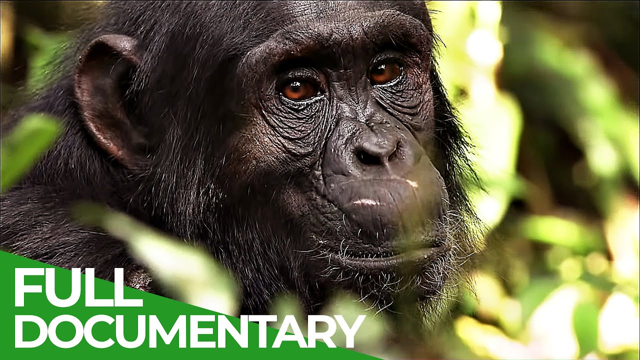 The Best Documentaries About Chimpanzees - Documentarytube.com
