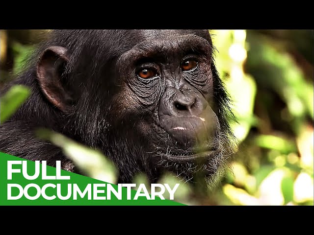 Exploring the Cultural Depths of Chimpanzees: Insights from Recent ...