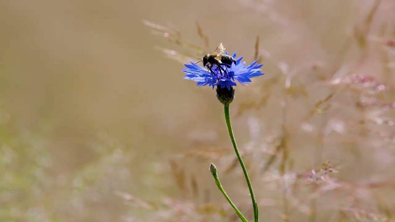 Blue Flower Close Up Stock Footage Beautiful Flower Fields Footage Royalty Free Stock Videos in 2022