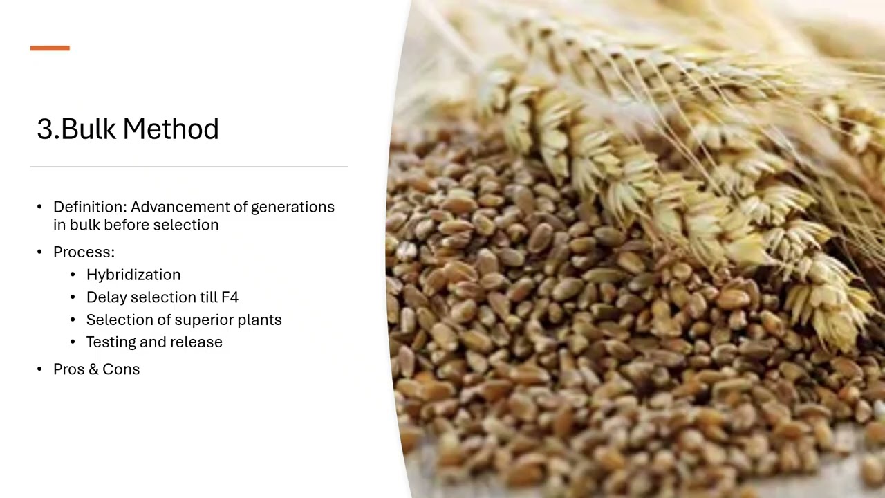 Breeding Methods Self pollinated crops | Self Pollinated Crops | Breeding Methods #agriscientists