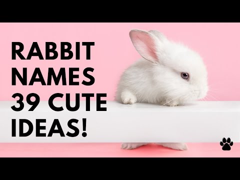π° Rabbit Names π 39 CUTE π₯ BEST βοΈ Ideas | Names