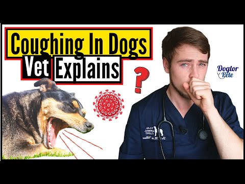 Top 8 MOST COMMON Causes Of COUGHING In Dogs | When To Worry About Your Dog's Cough | Vet Explains