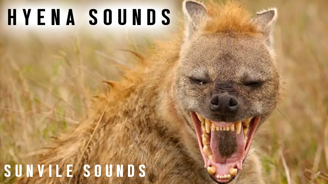 10 Hours of Hyena Sounds | Animal Sounds with Peter Baeten