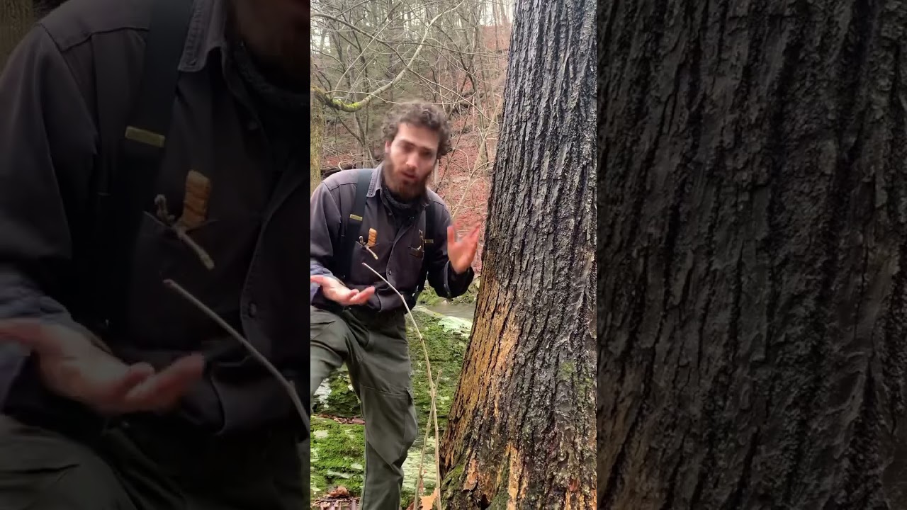 Use this TRICK to identify American basswood #tree #education #plants #arborist