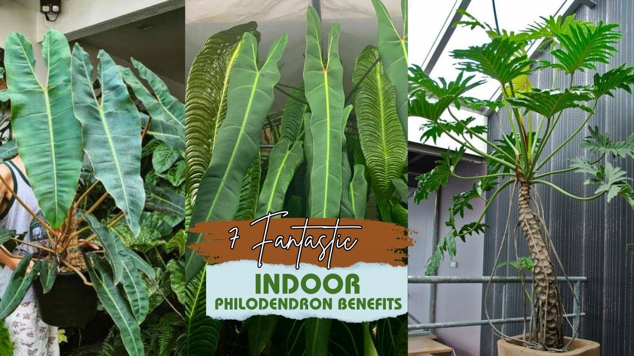 7 Fantastic Indoor Philodendron Benefits | House Plant | Indoor Plant
