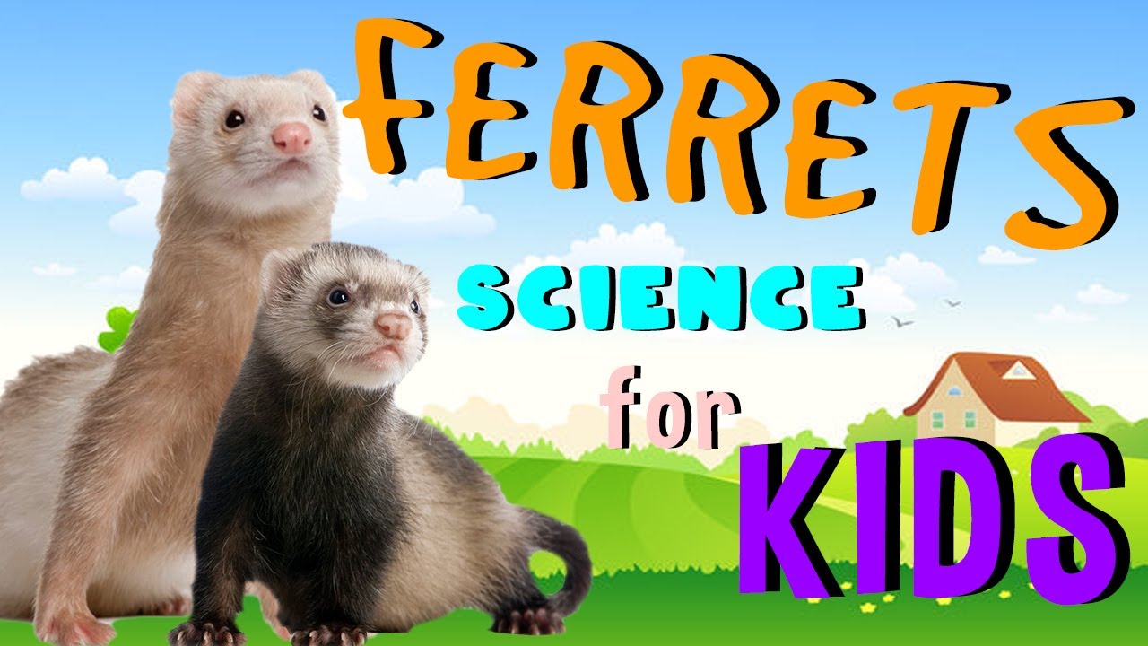Ferrets | Science for Kids