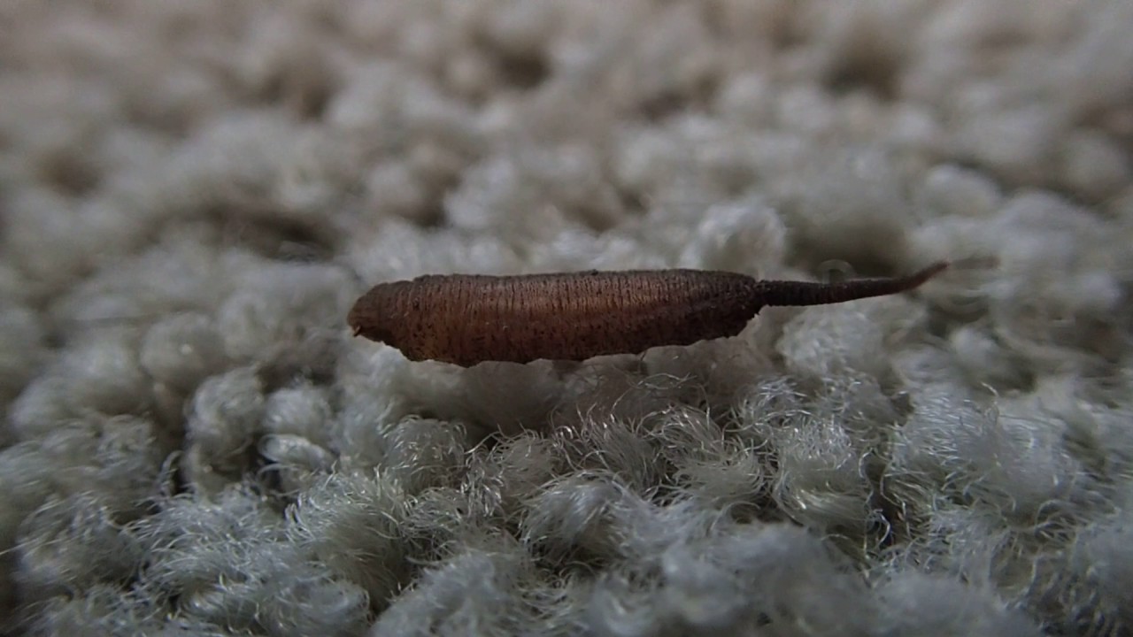 Rat-tailed maggot of the Green Hoverfly