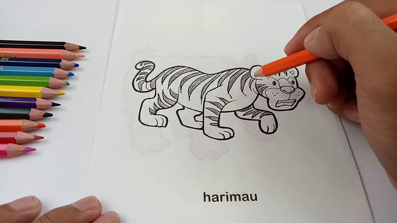 Belajar dan cara mewarnai harimau | Coloring Tiger