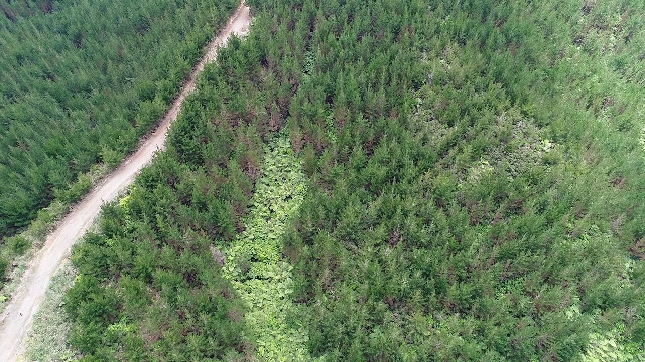 UAV Forest Inspection