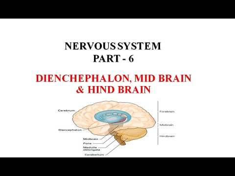 Thalamus | Hypothalamus | Mid Brain | Hind Brain | Nervous System, Part - 6, in Hindi