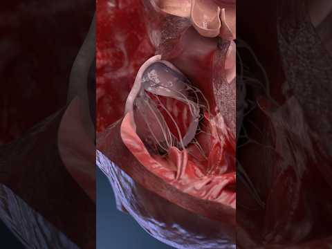 Inside your heart: see how it moves in 3D #3danatomy
