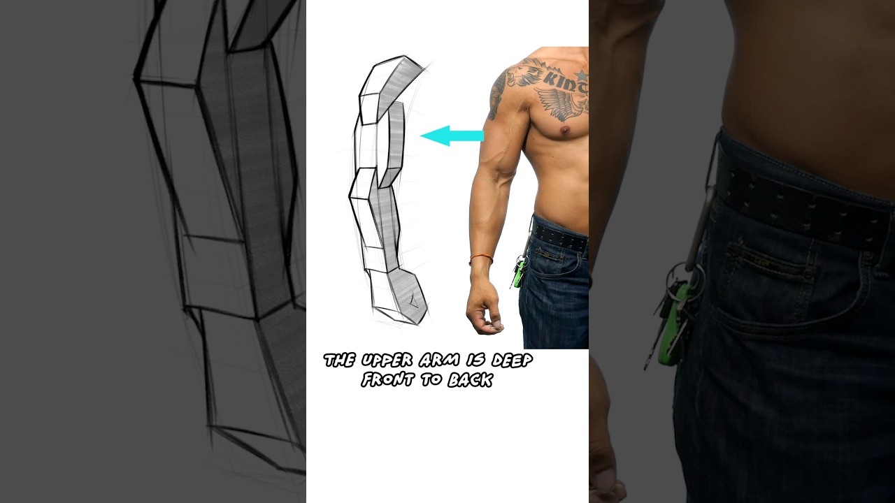 How to Simplify Arm Anatomy