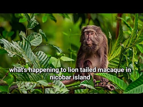Nicobar lion tailed macaque explained