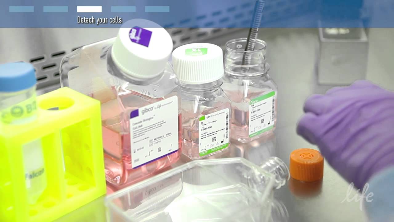 How to subculture (passage) primary cells